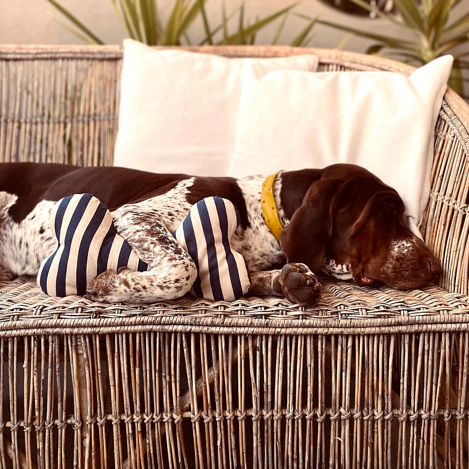 DOMINO Collar - TUSCAN YELLOW – bwildecollection